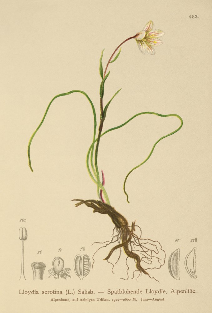 Snowdon-Lilie (Lloydia serotina, Gagea serotina, Lloydia alpina ...