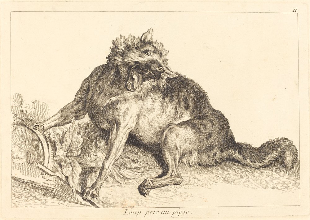 Wolf in einer Falle gefangen