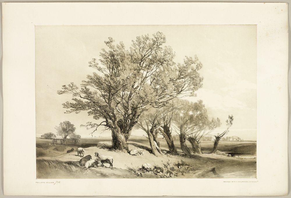 Kopfweide, aus Der Park und der Wald