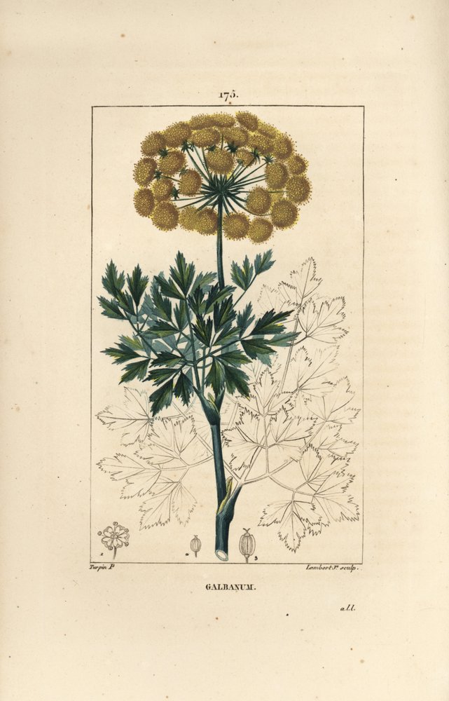 Gummiferule oder Galbanum - Galbanum, Ferula gummosa, zeigt Blüten ...