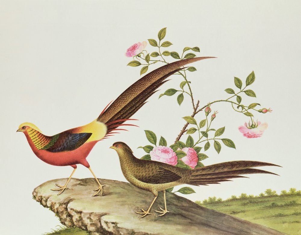 Ein goldener Fasan, Ch'ien-lung-Periode (1736-96)