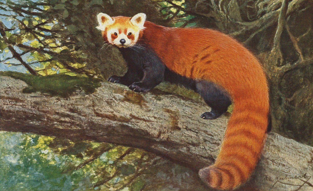 Roter Panda, ca. 1900 von Alfred Brehm: Kunstdruck kaufen