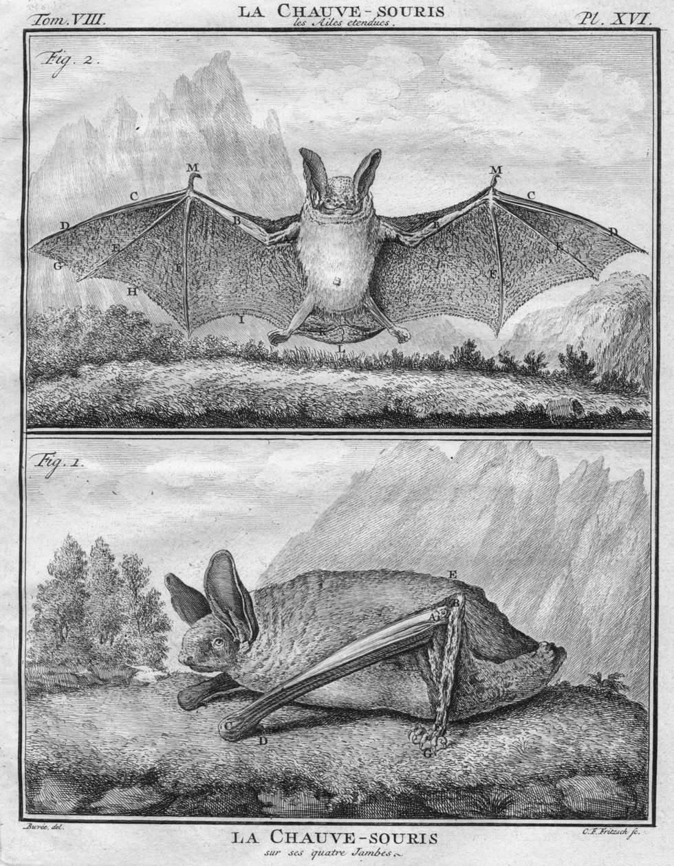 La Chauve-Souris les Ailes entendues & La Chauve-Souris sur ses quatre ...