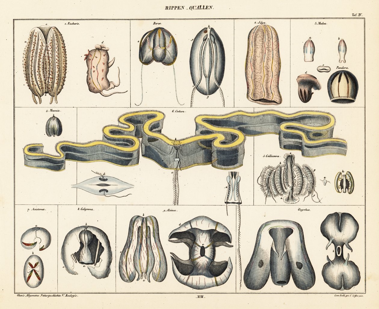 Anatomie der Quallenarten von Conrad Kull: Kunstdruck kaufen