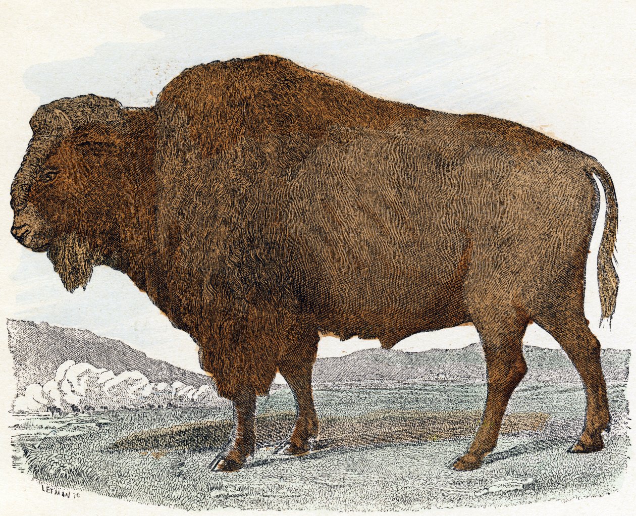 Bison aus 'Animals Illustrated Alphabet' von Edouard Travies