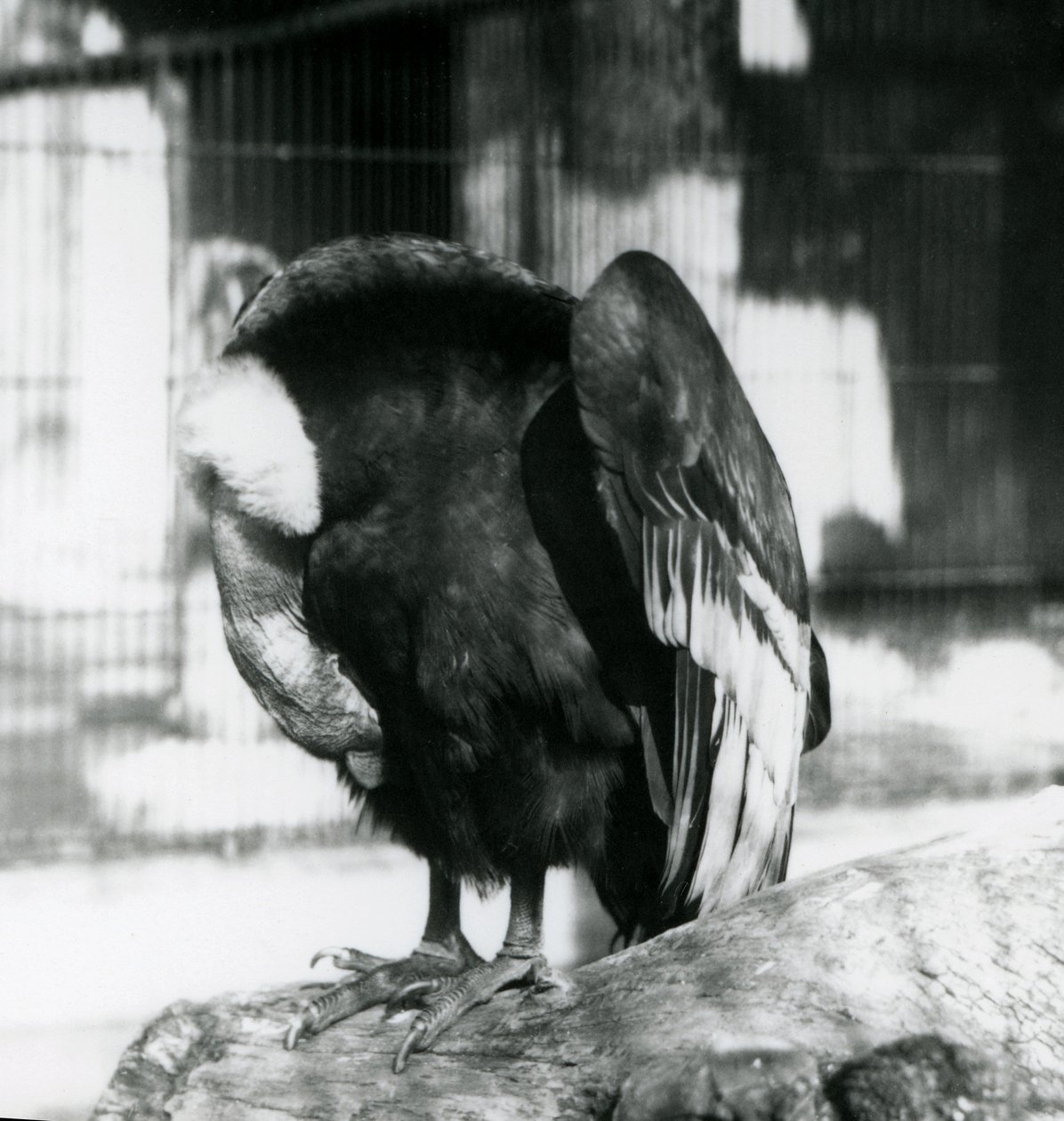 Ein schlafender Andenkondor im London Zoo, 1923