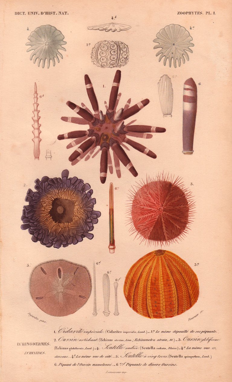 Verschiedene Arten bunter Seeigel und ihre Stacheln, aus Charles d ...