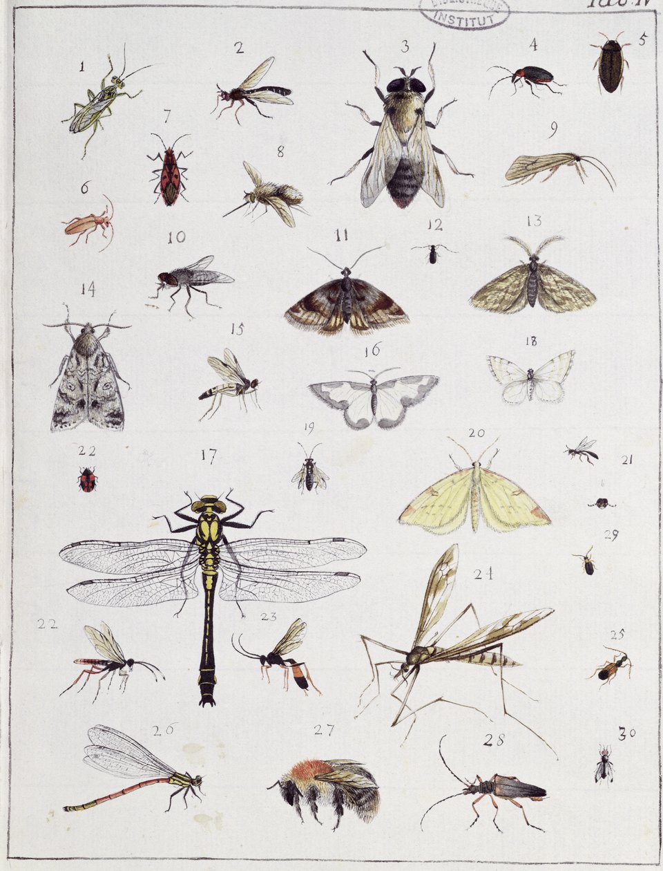 Verschiedene Insekten, Tafel IV aus 'Diarium Zoologicum', 1787
