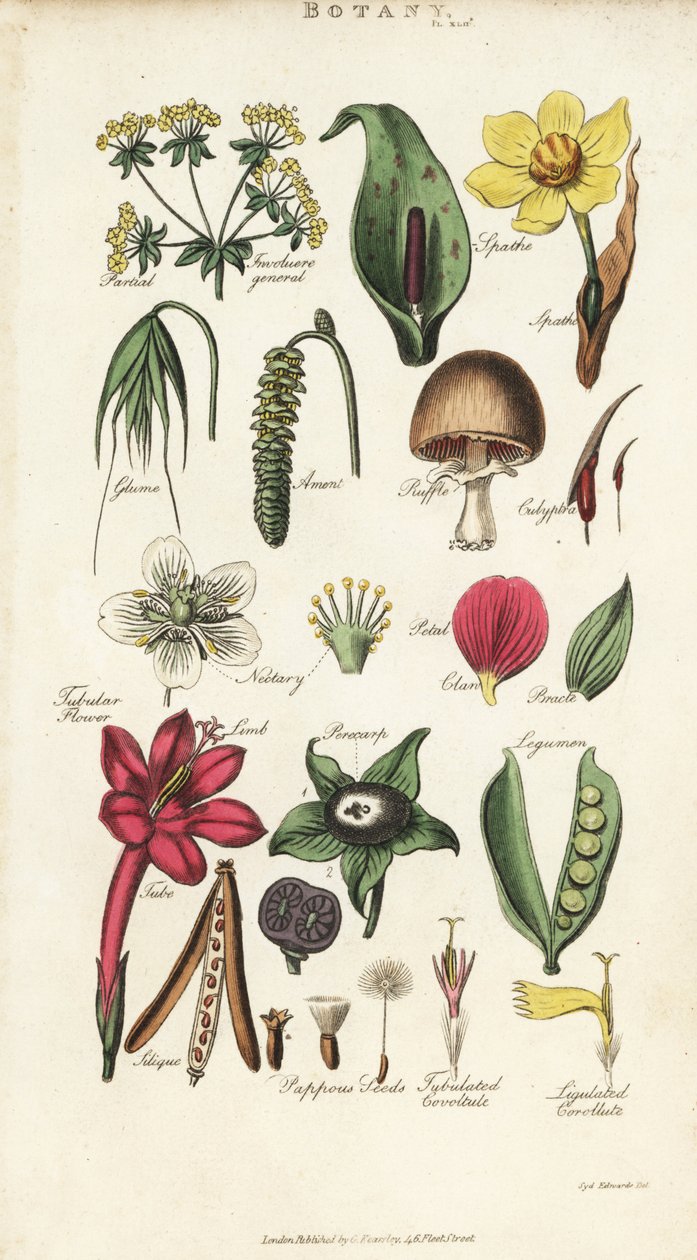 Teile von Blumen einschließlich Blütenblatt, Nektarium, Spelze, Samen ...